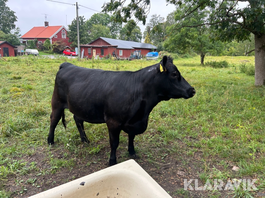 Kossor Black Angus, Enköping, Klaravik auktioner