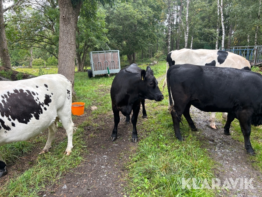 Kossor Black Angus, Enköping, Klaravik auktioner